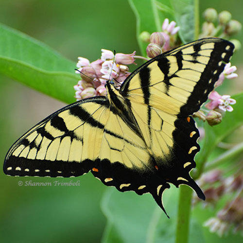 Busy Bee Nursery and Consulting