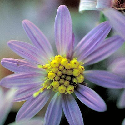 Short’s aster (Symphyotrichum shortii)