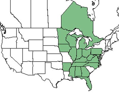 Short’s aster (Symphyotrichum shortii)