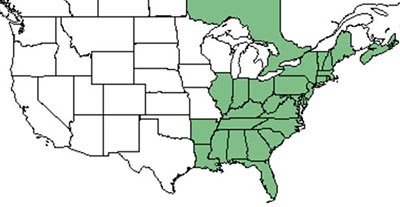 USDA Range Map_wavy leaf aster | Busy Bee Nursery and Consulting