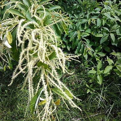Allegheny Chinquapin / Dwarf Chestnut (Castanea pumila)