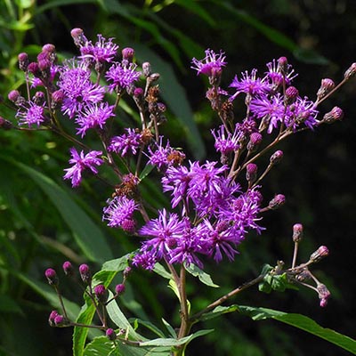 Tall Ironweed (Vernonia gigantea)