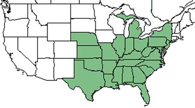 Slender Mountain Mint (Pycnanthemum tenuifolium)