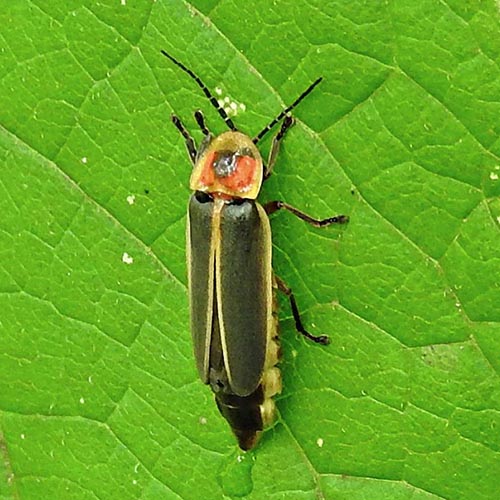 firefly_USFWS Midwest Region | Busy Bee Nursery and Consulting