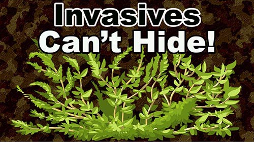 Backyard Ecology_Invasive Species Walk Thumbnail_YT | Busy Bee Nursery ...