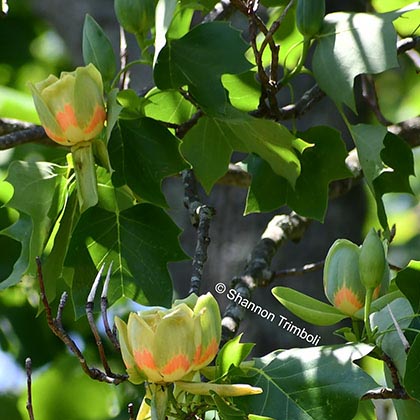 tulip poplar flowers | Busy Bee Nursery and Consulting