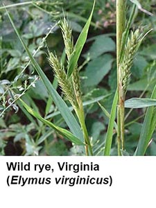 Busy Bee Virginia Wild Rye gallery | Busy Bee Nursery and Consulting