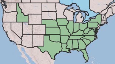 USDA Range Map_honeyvine milkweed | Busy Bee Nursery and Consulting