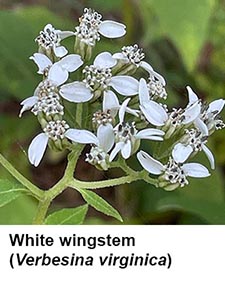 Busy Bee white wingstem 2 gallery | Busy Bee Nursery and Consulting